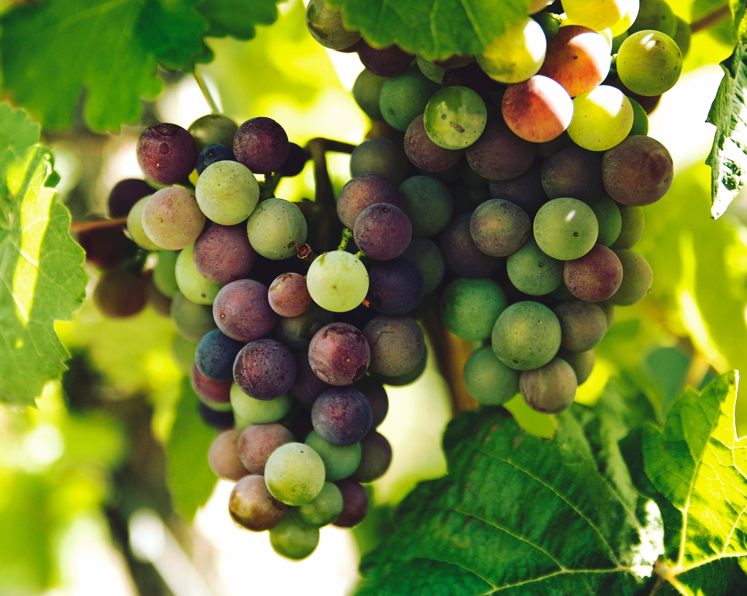 Bacchus, Roman God of Wine (and Scandal!) – Vinocultured